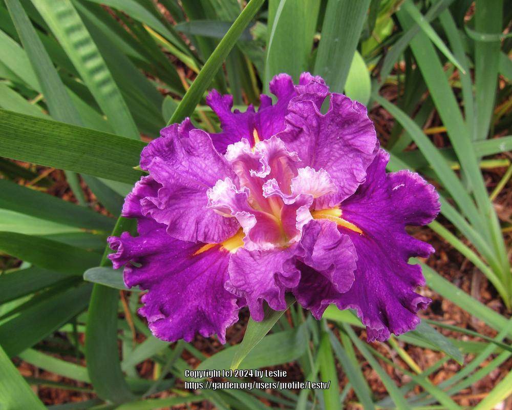 The Z to A Parade of Carolina Blooms in the Irises forum - Garden.org