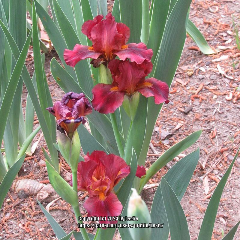 The Z to A Parade of Carolina Blooms in the Irises forum - Garden.org