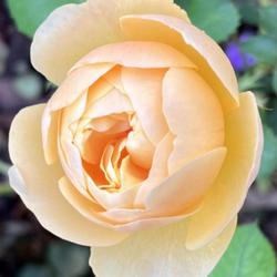 Roses forum - Garden.org