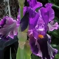 Photo of the bloom of Tall Bearded Iris (Iris 'Local Color') posted by ...