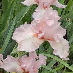 Tall Bearded Iris (Iris 'Vanity') in the Irises Database - Garden.org