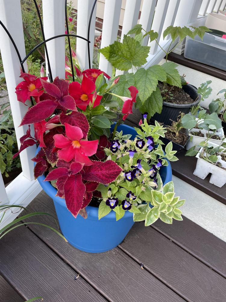 Photo of the bloom of Coleus (Coleus scutellarioides Wizard™ Velvet Red ...