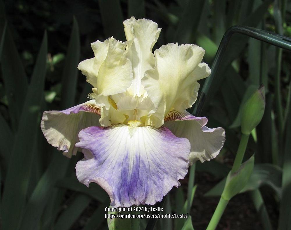The Z to A Parade of Carolina Blooms in the Irises forum - Garden.org