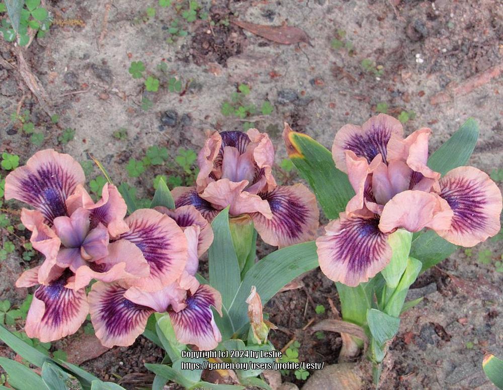 The Z to A Parade of Carolina Blooms in the Irises forum - Garden.org