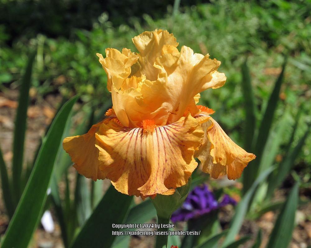 The Z to A Parade of Carolina Blooms in the Irises forum - Garden.org