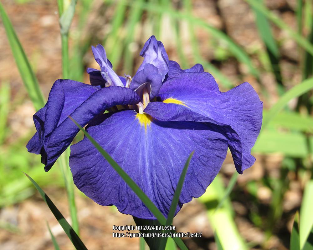 Photo of the bloom of Japanese Iris (Iris ensata 'Second Wave') posted by Lestv - Garden.org