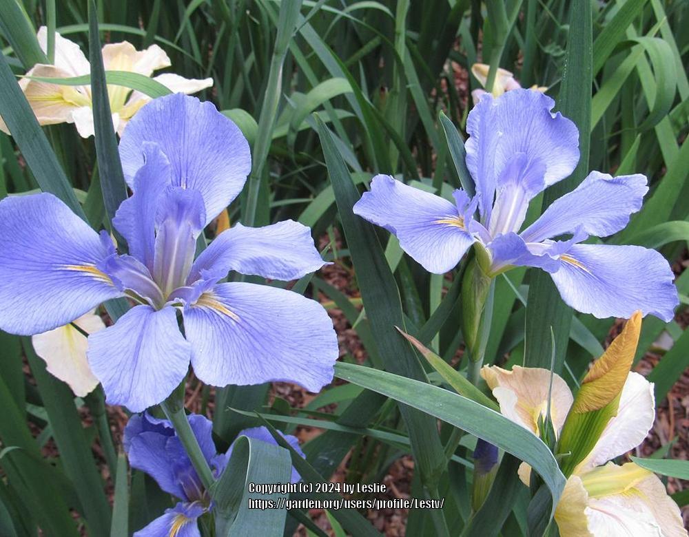 The Z to A Parade of Carolina Blooms in the Irises forum - Garden.org