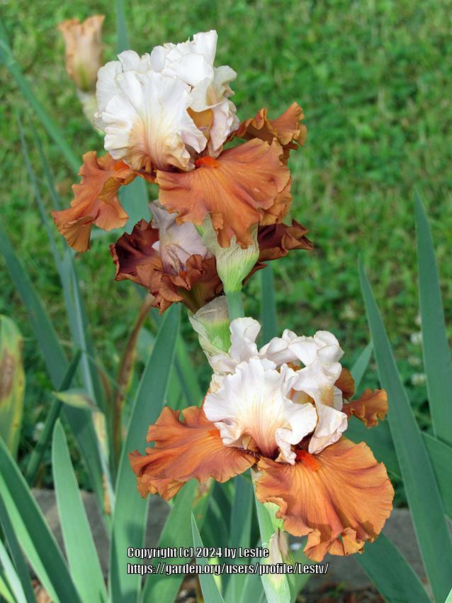 The Z to A Parade of Carolina Blooms in the Irises forum - Garden.org