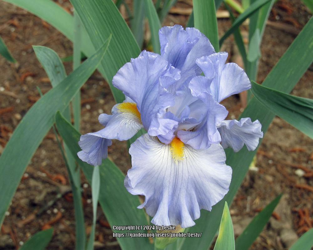 The Z to A Parade of Carolina Blooms in the Irises forum - Garden.org