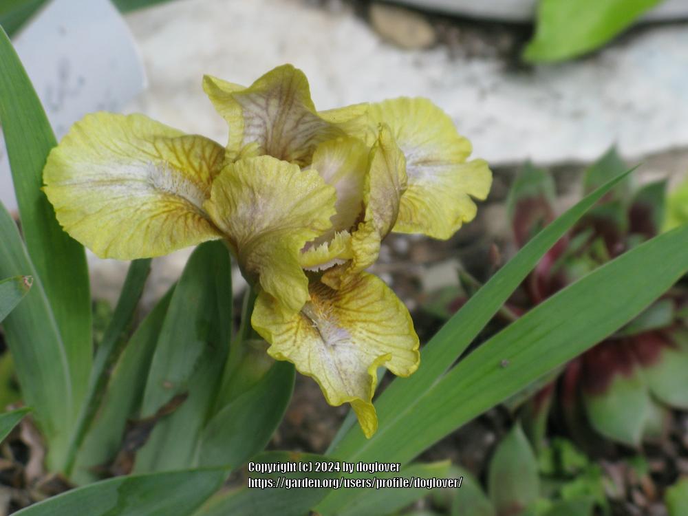 Photo of the bloom of Standard Dwarf Bearded Iris (Iris 'Celtic Belle') posted by doglover ...