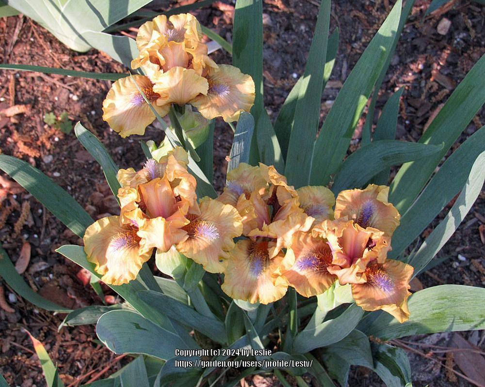 The Z to A Parade of Carolina Blooms in the Irises forum - Garden.org