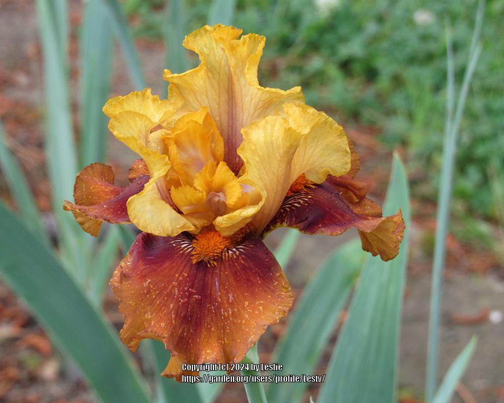 The Z to A Parade of Carolina Blooms in the Irises forum - Garden.org