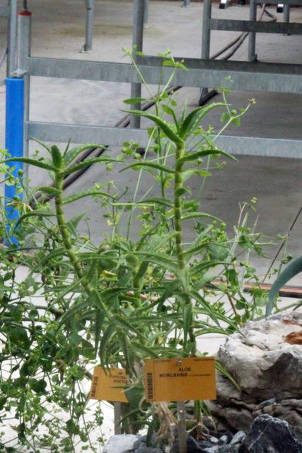 Morijo Aloe (Aloe morijensis) in the Aloes Database - Garden.org