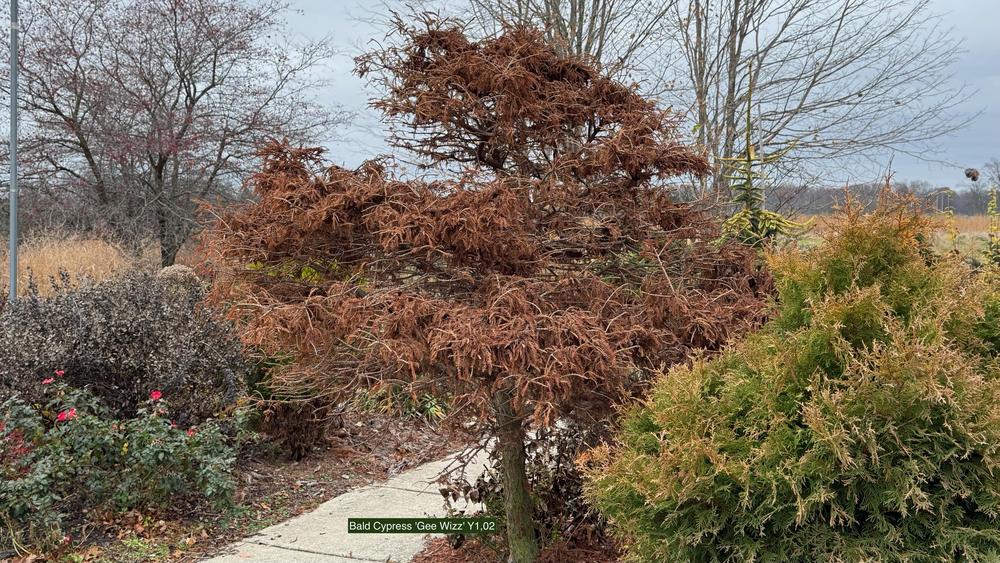 Bald Cypress (Taxodium distichum var. distichum 'Gee Wizz') - Garden.org