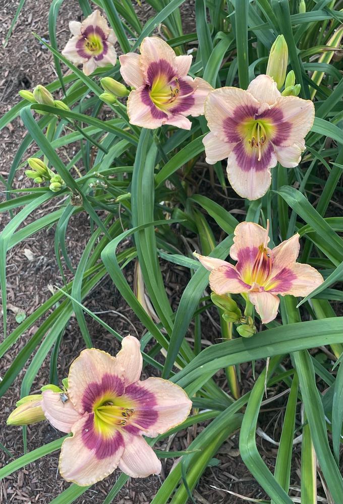 Photo of the bloom of Daylily (Hemerocallis 'Wineberry Candy') posted ...