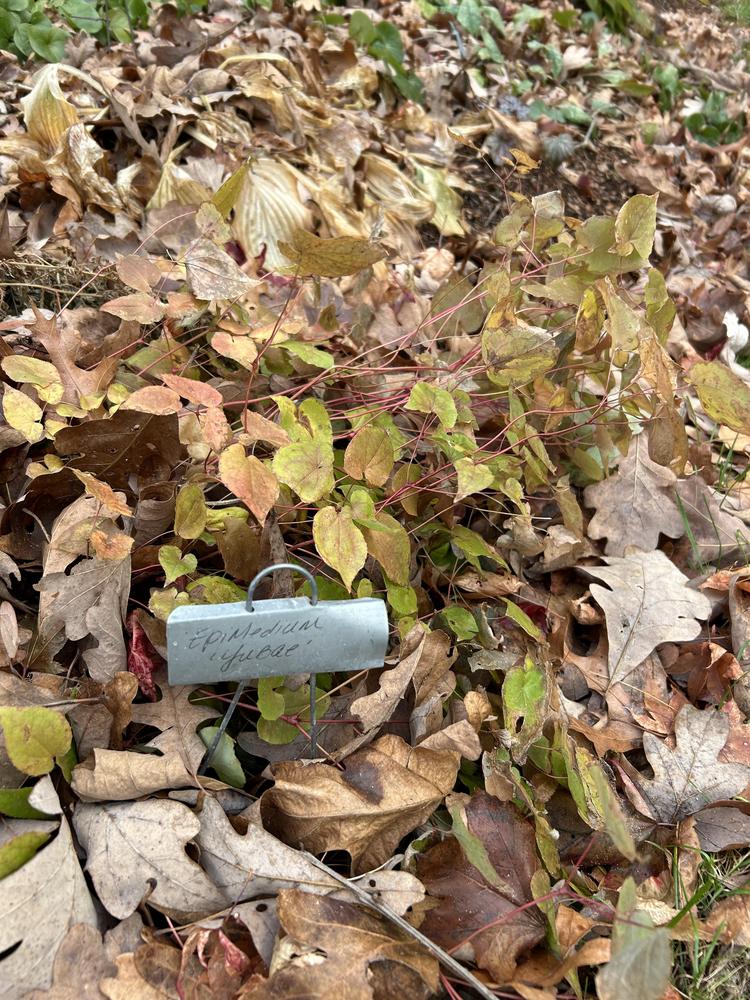 Photo of the fall color of Longspur Epimedium (Epimedium grandiflorum ...