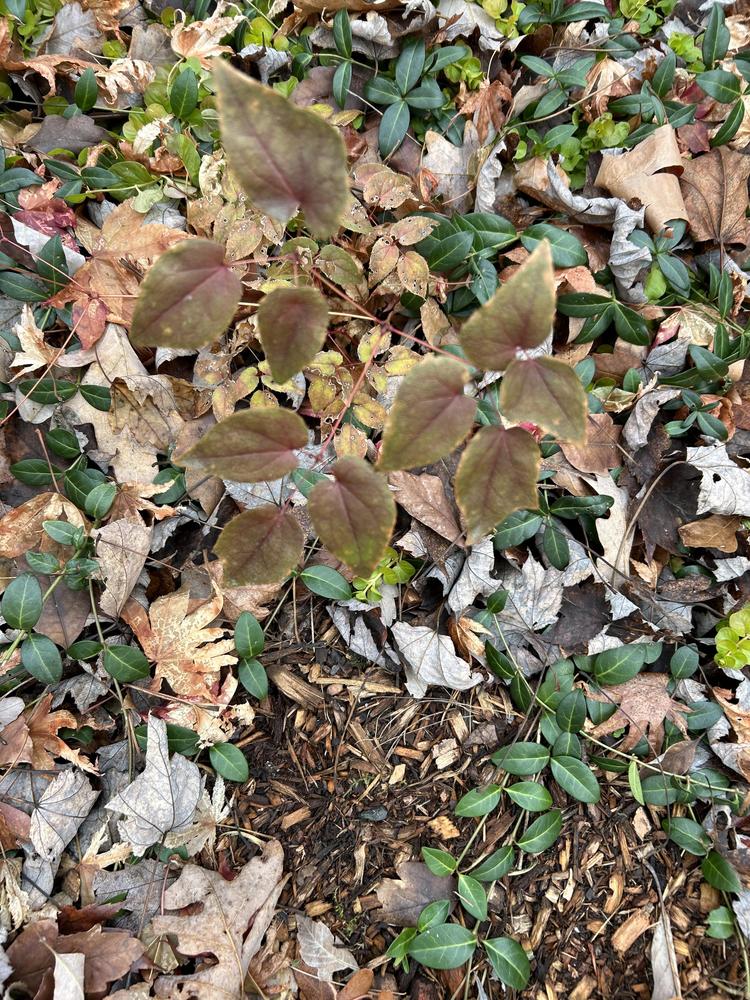 Photo of the fall color of Longspur Epimedium (Epimedium grandiflorum ...