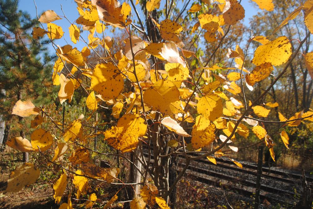 Big-Tooth Aspen (Populus grandidentata) - Garden.org