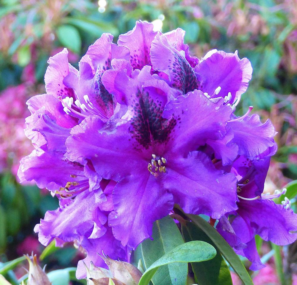 Rhododendron 'Purple Splendour' in the Rhododendrons Database - Garden.org