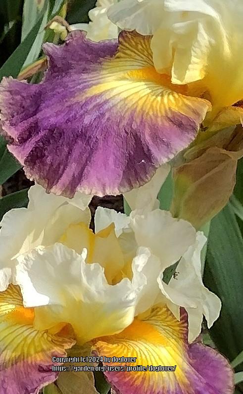 Photo of the closeup of buds, sepals and receptacles of Tall Bearded ...