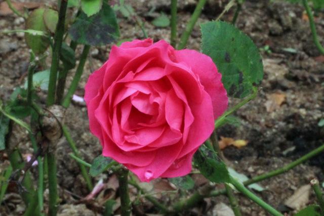 Rose (Rosa 'Melrose') in the Roses Database - Garden.org