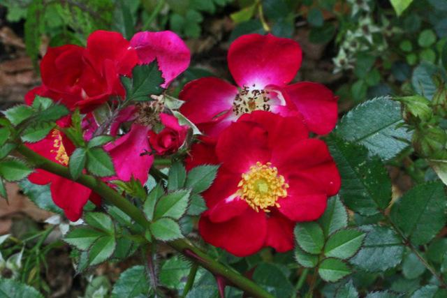 Rose (Rosa 'Lupo') in the Roses Database - Garden.org