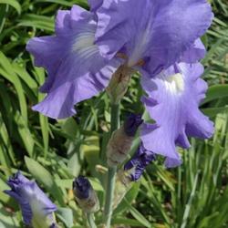 Tall Bearded Iris (Iris 'Victoria Falls') in the Irises Database ...