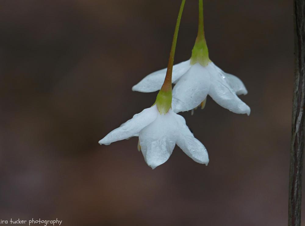 Styrax japonicus 'Rubra Pendula' - Garden.org