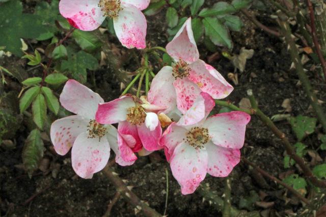 Rose (Rosa 'Rush') in the Roses Database - Garden.org
