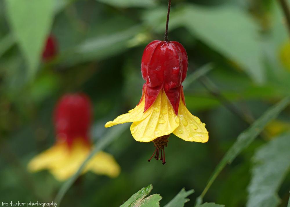 Photo of the bloom of Trailing Abutilon (Callianthe megapotamica ...