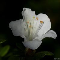 Photo of the bloom of Azalea (Rhododendron ReBLOOM™ White Nobility ...