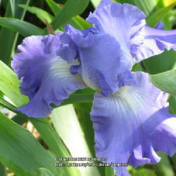 Tall Bearded Iris (Iris 'Victoria Falls') in the Irises Database ...