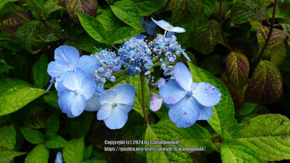 Mountain Hydrangea (Hydrangea serrata 'Miranda') in the Hydrangeas ...