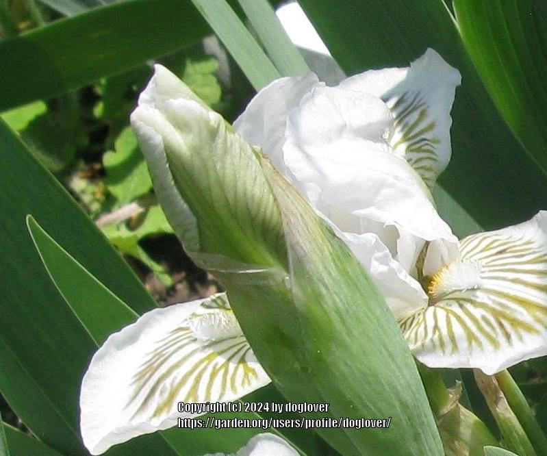 Photo of the bloom of Standard Dwarf Bearded Iris (Iris 'Snow Tree ...