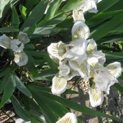 Photo of the bloom of Standard Dwarf Bearded Iris (Iris 'Snow Tree ...