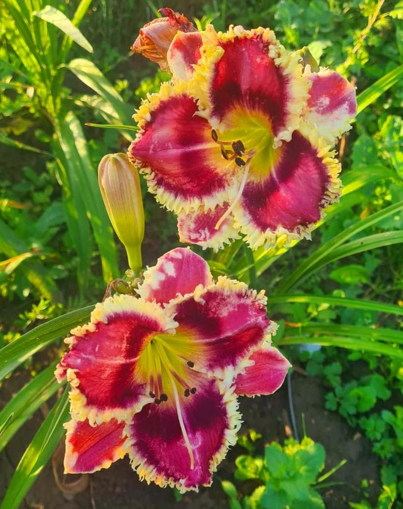 Photo of the bloom of Daylily (Hemerocallis 'Tumbleweed') posted by ...