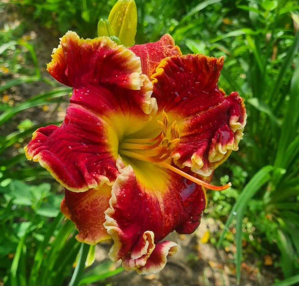 Photo of the bloom of Daylily (Hemerocallis 'Happy Go Ruffles') posted ...