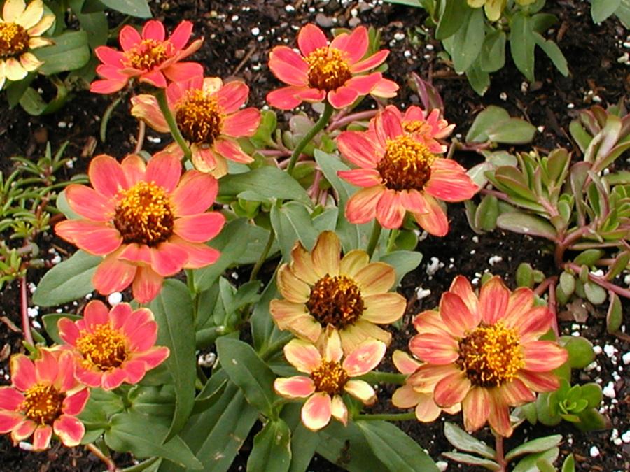 Zinnia (Zinnia angustifolia) - Garden.org