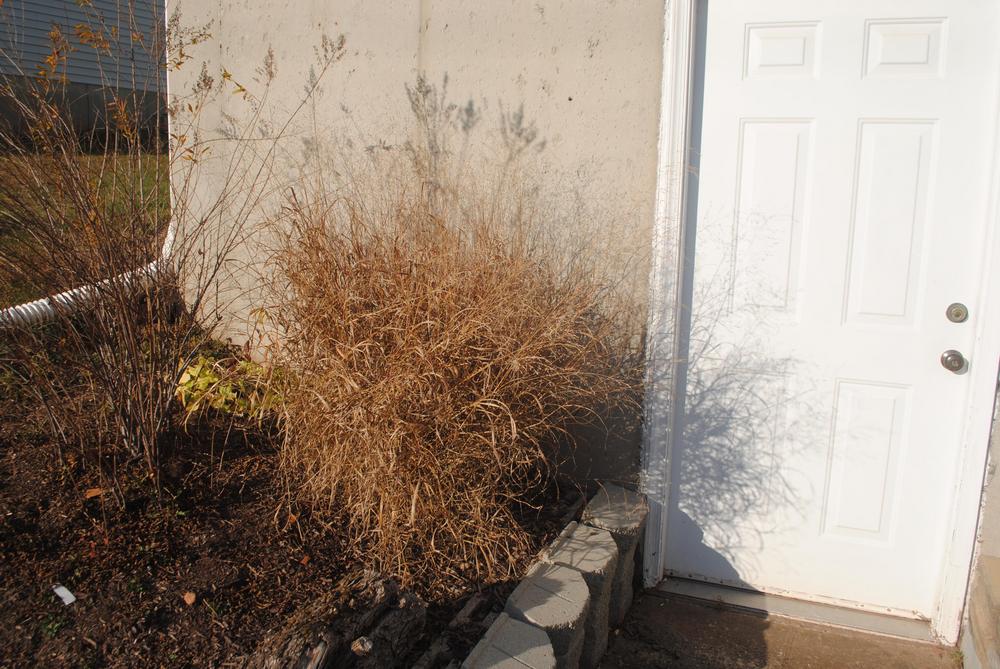 Photo of the winter interest of Switchgrass (Panicum virgatum Prairie ...