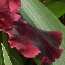 Tall Bearded Iris (Iris 'Rio Rojo') in the Irises Database - Garden.org