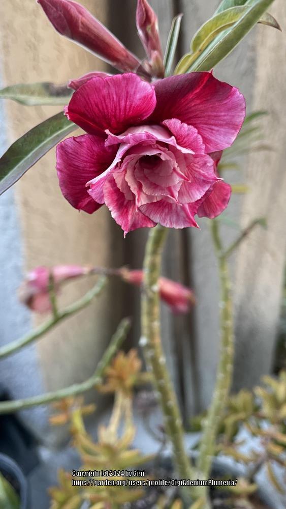 Photo of the bloom of Desert Rose (Adenium 'Sab Sam Boon') posted by ...