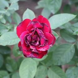 Rose (Rosa 'Frensham') in the Roses Database - Garden.org