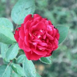 Rose (Rosa 'Frensham') in the Roses Database - Garden.org