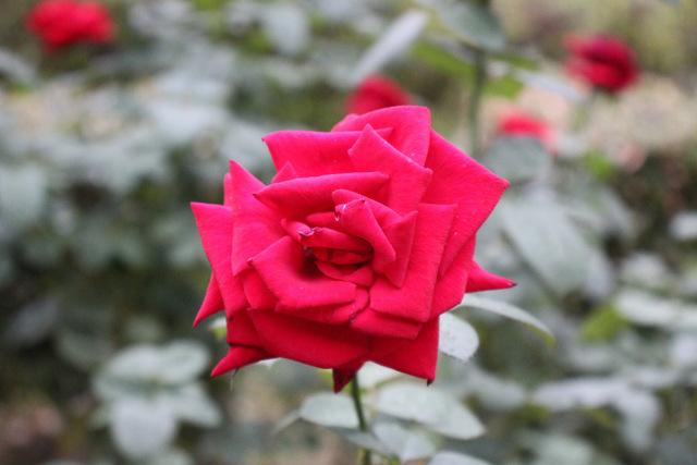 Photo of the bloom of Rose (Rosa 'Konrad Henkel') posted by RuuddeBlock ...