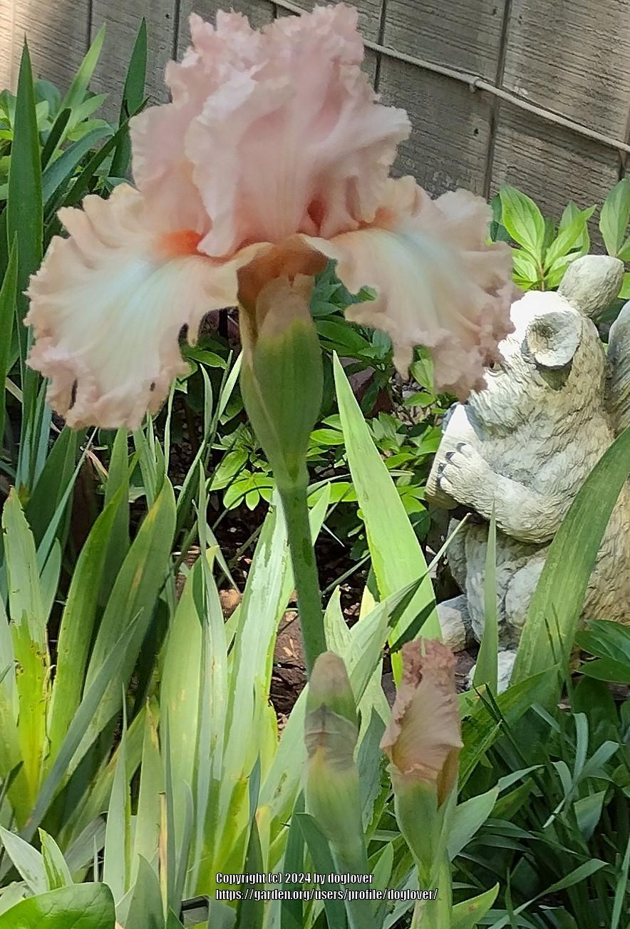 Photo of the bloom of Tall Bearded Iris (Iris 'Social Blush') posted by doglover - Garden.org