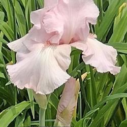 Tall Bearded Iris (Iris 'Vanity') in the Irises Database - Garden.org