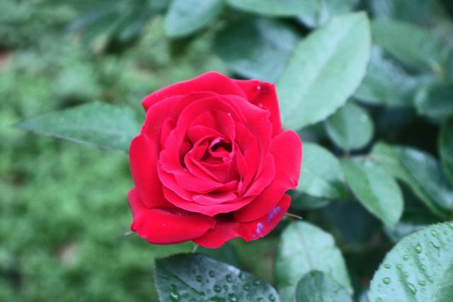 Rose (Rosa 'Tamango') in the Roses Database - Garden.org