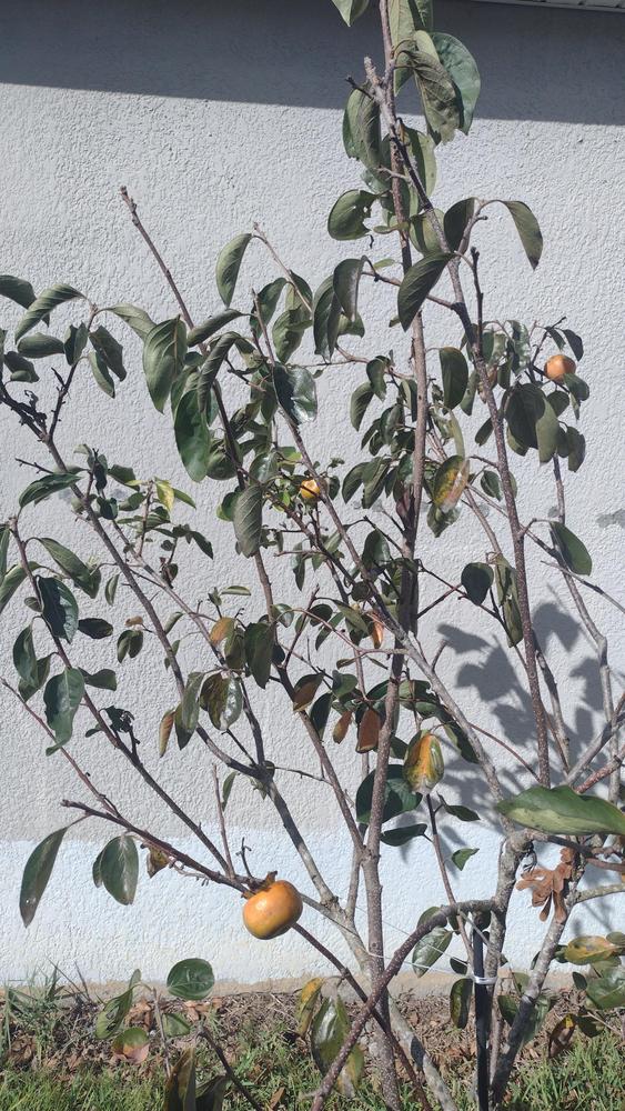 Sad Fuyu persimmon tree in Florida. in the Ask a Question forum ...