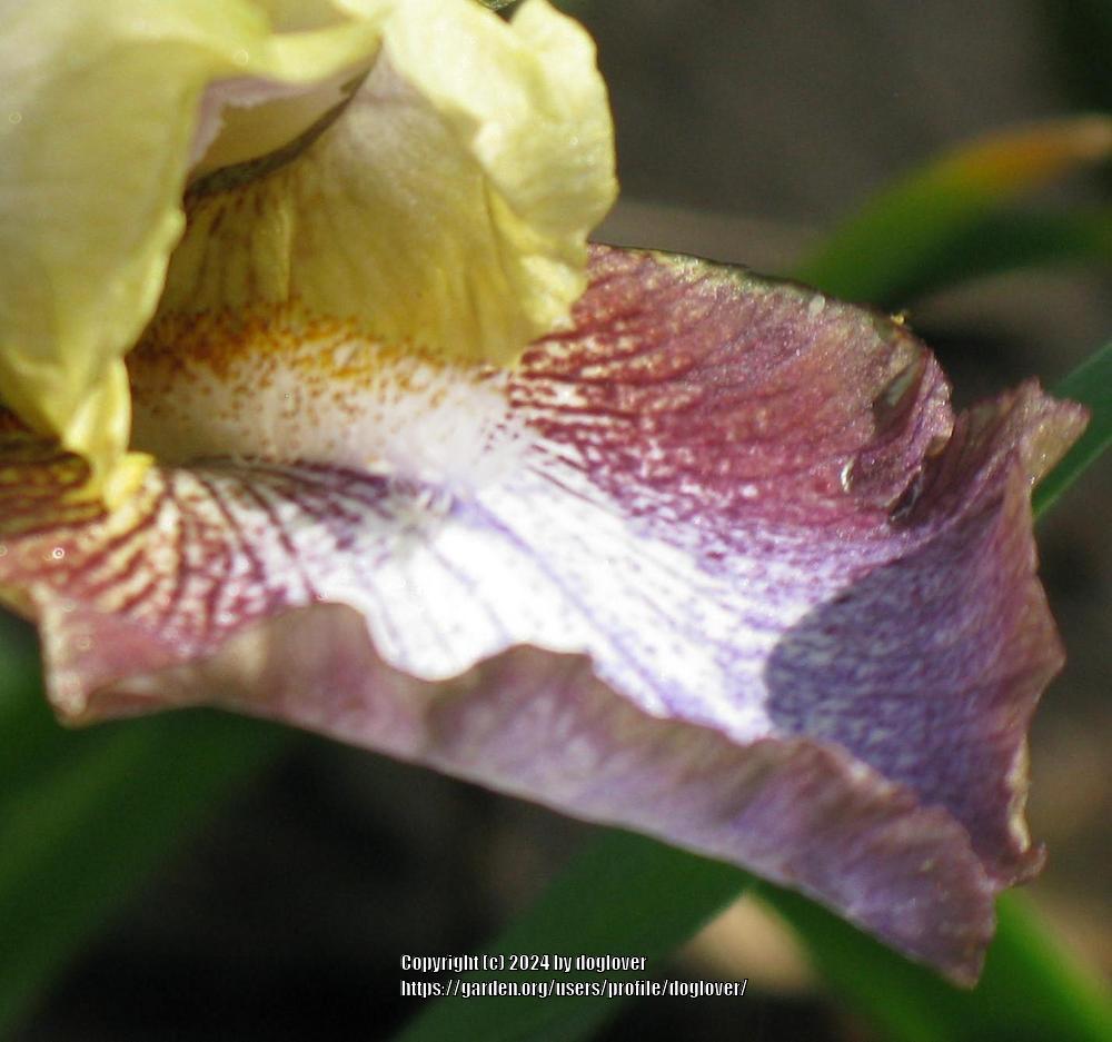Photo of the closeup of buds, sepals and receptacles of Intermediate Bearded Iris (Iris 'Exotic ...