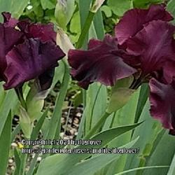 Tall Bearded Iris (Iris 'Rio Rojo') in the Irises Database - Garden.org